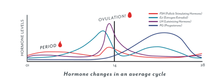 Fasting: Is it different for women? A guide - Shawn Wells