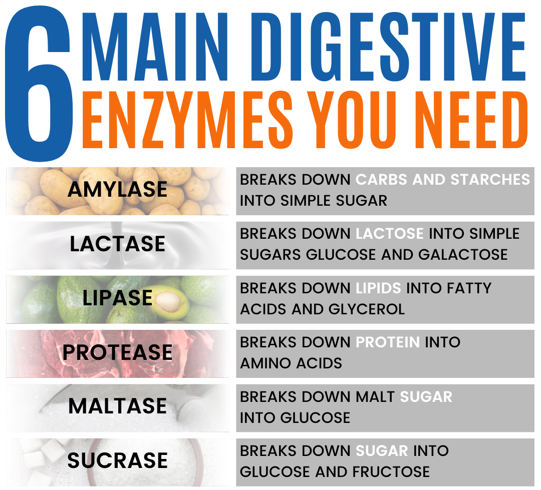 Digestive Enzymes: An Overview | Shawn Wells